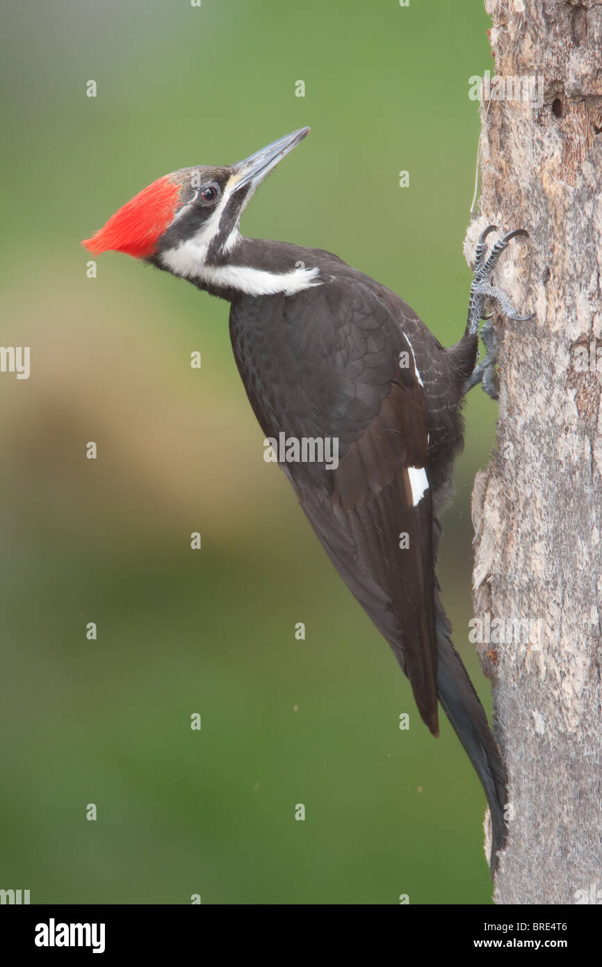 Pileated Woodpecker Dryocupus Pileatus Female On A Tree Trunk Stock