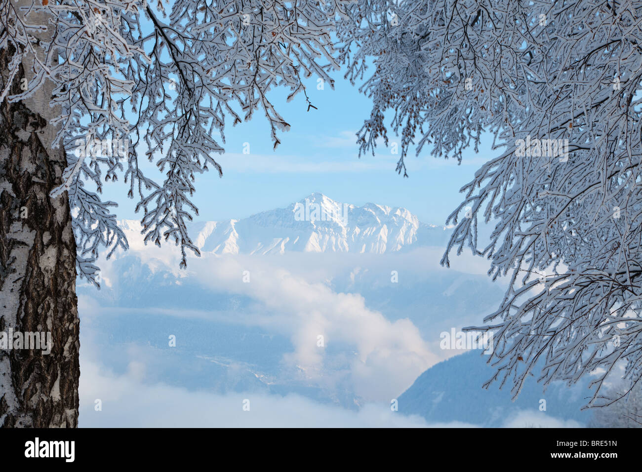 snowy trees and the Alps in background. Copy space Stock Photo - Alamy