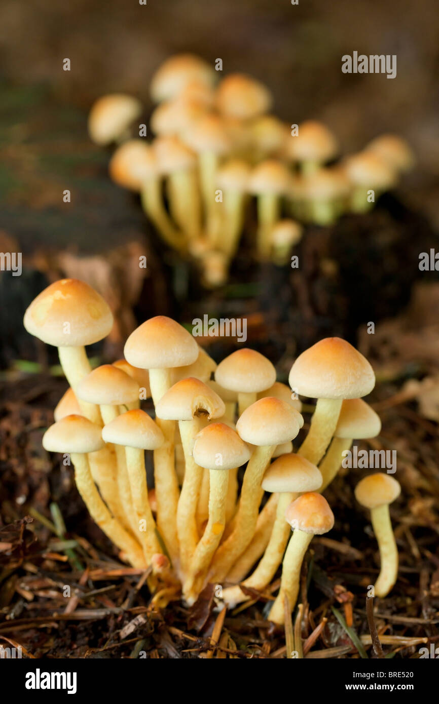 Sulphur tuft mushroom (Hypholoma fasciculare Stock Photo - Alamy