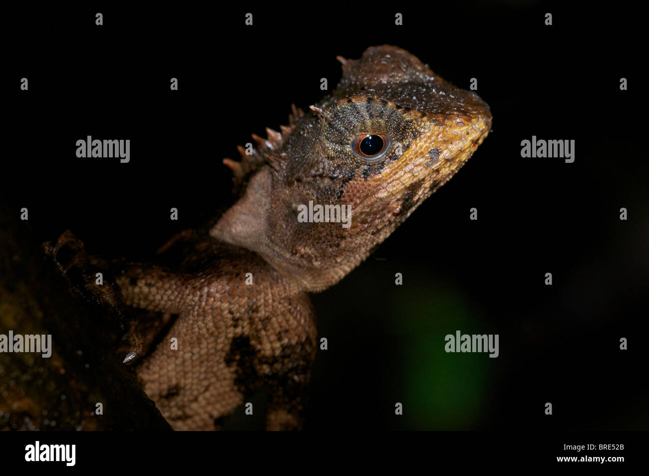 Acanthosaura hi-res stock photography and images - Alamy