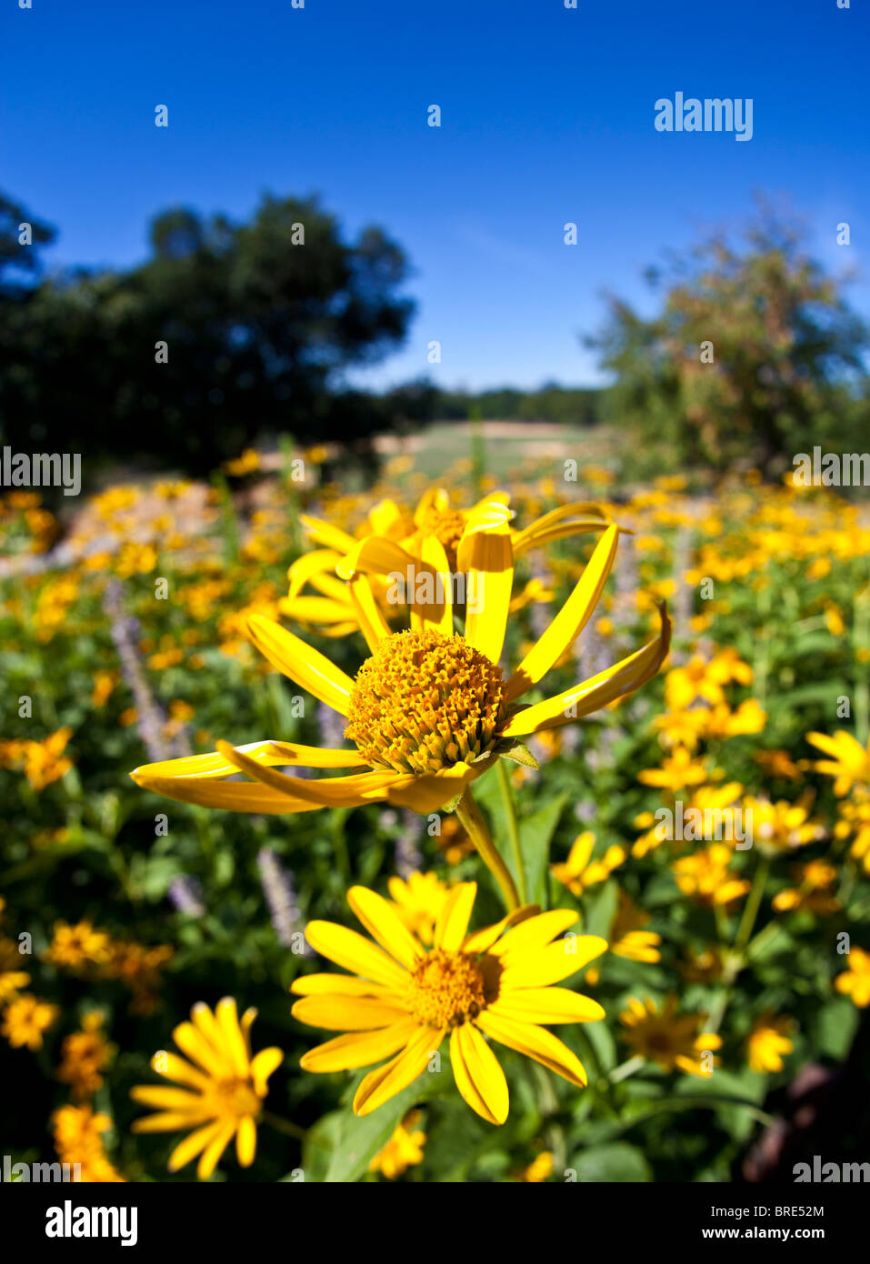 Central Park, New York City yellow daisies in close up Stock Photo - Alamy
