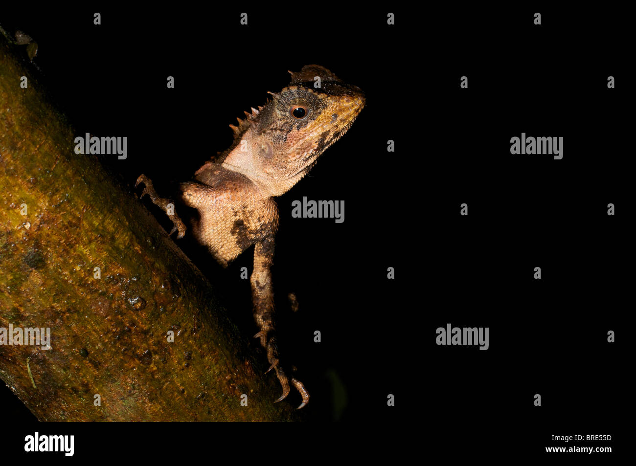 Acanthosaura lizards hi-res stock photography and images - Alamy