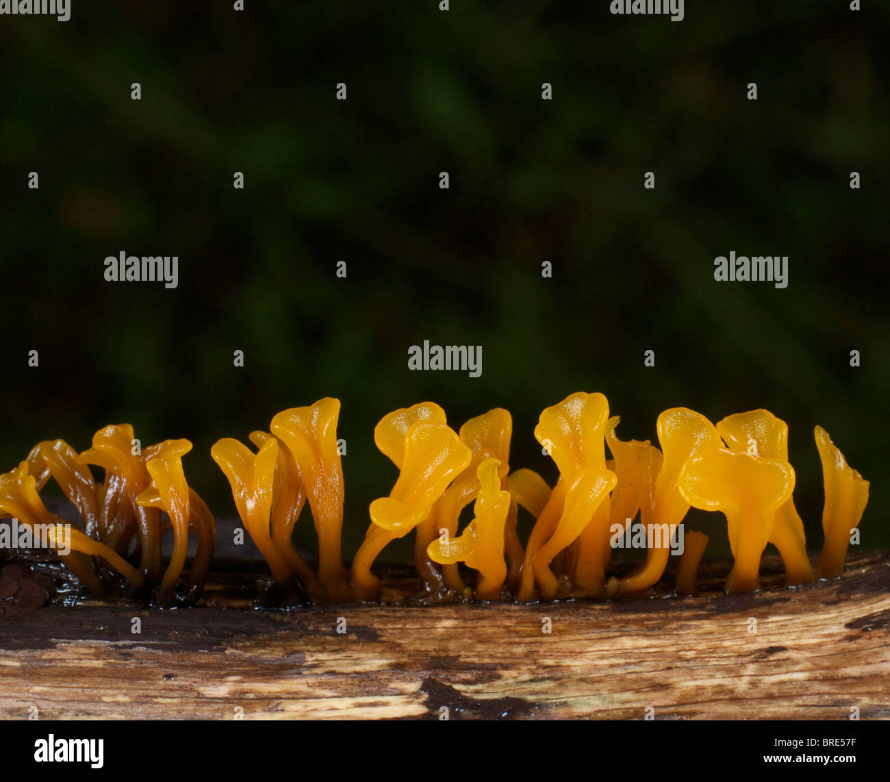 Calocera cornea or yellow fingers fungi. A Phragmobasidioycetes, with ...
