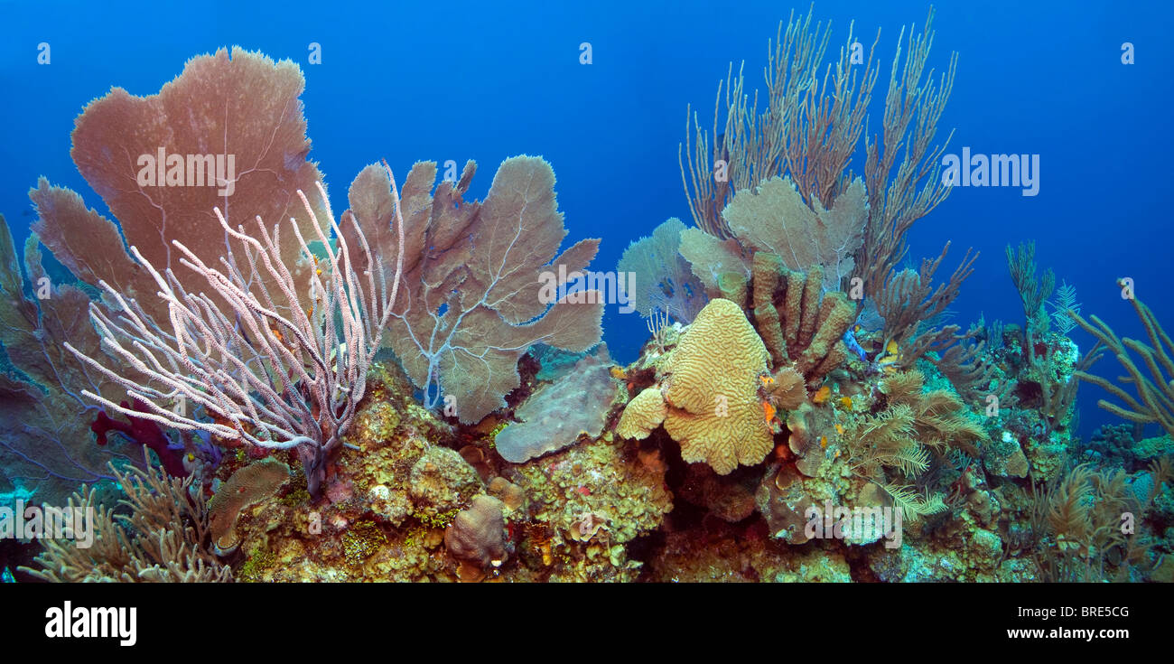 Coral reef panoramic done in Roatan Honduras Stock Photo - Alamy