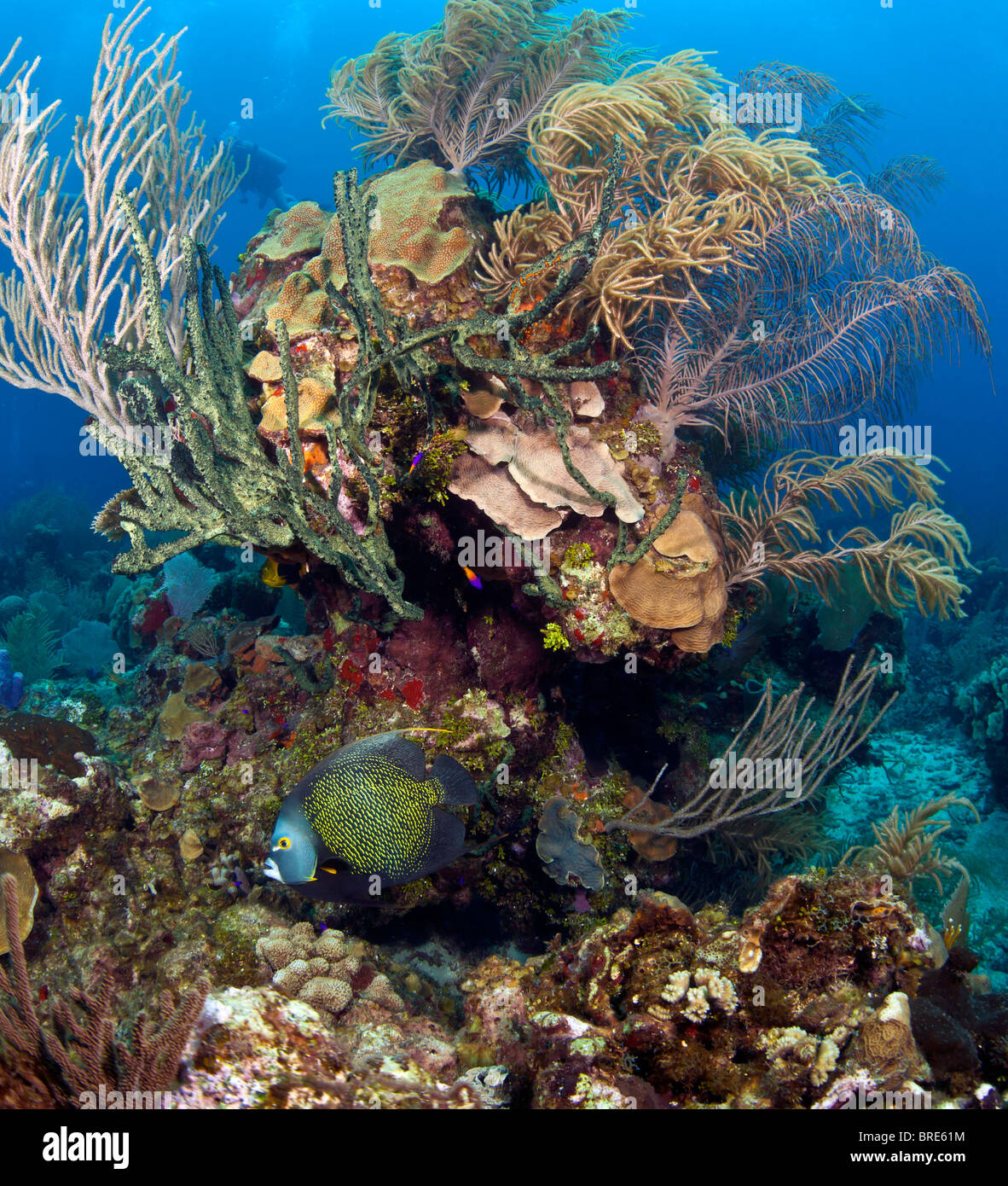 Caribbean coral reef off the coast of Roatan Honduras Stock Photo - Alamy
