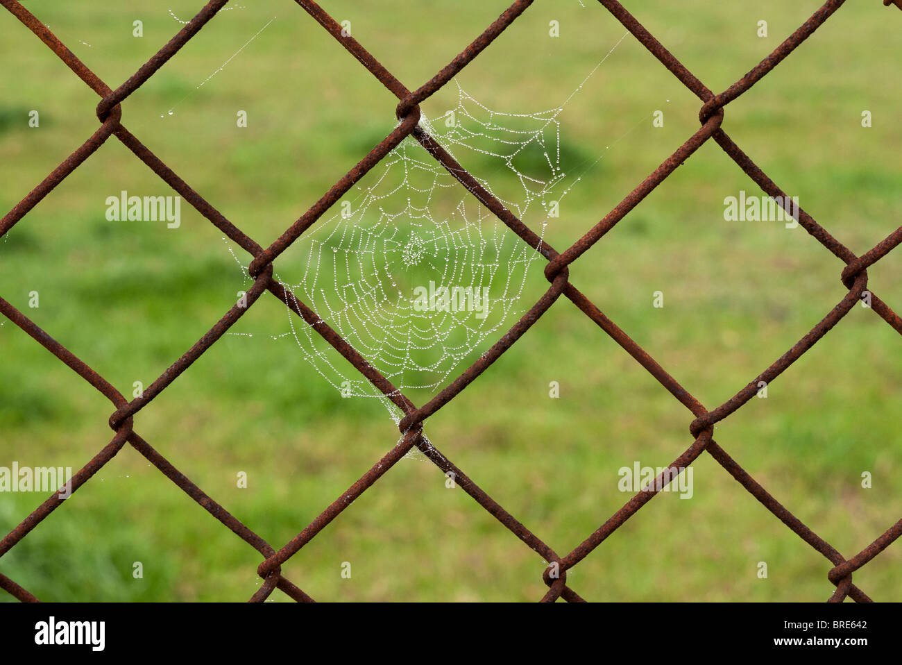 Spider's web on iron fence, misty Autumn morning Stock Photo - Alamy