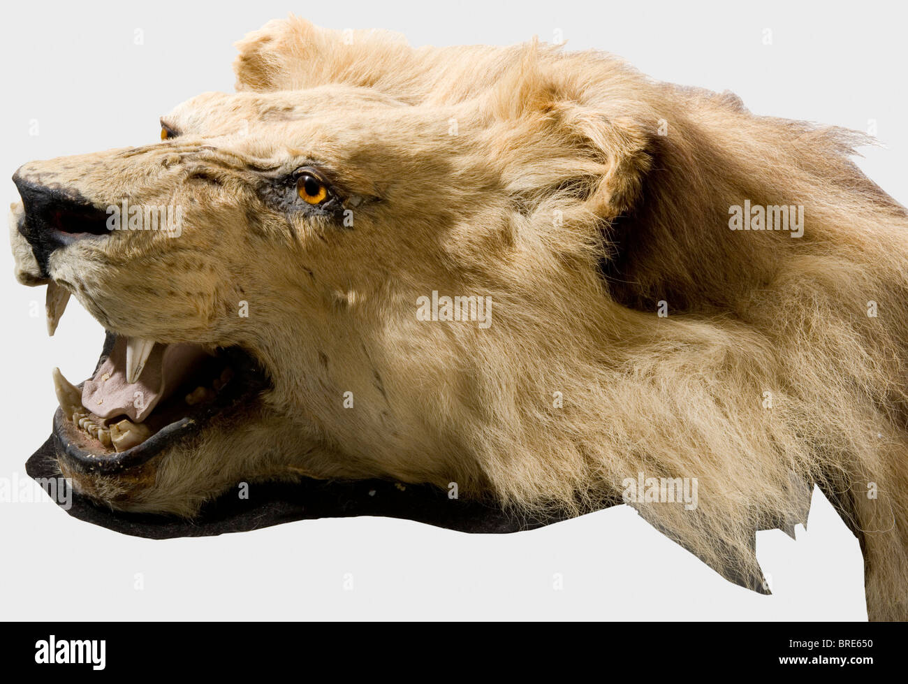 Skin Layer Stock Photos & Skin Layer Stock Images - Alamy