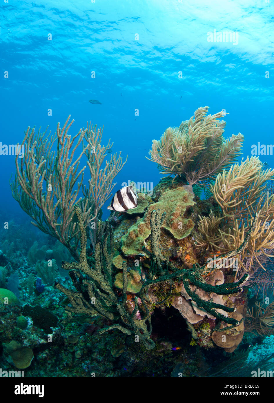 Caribbean coral reef off the coast of Roatan Honduras Stock Photo - Alamy