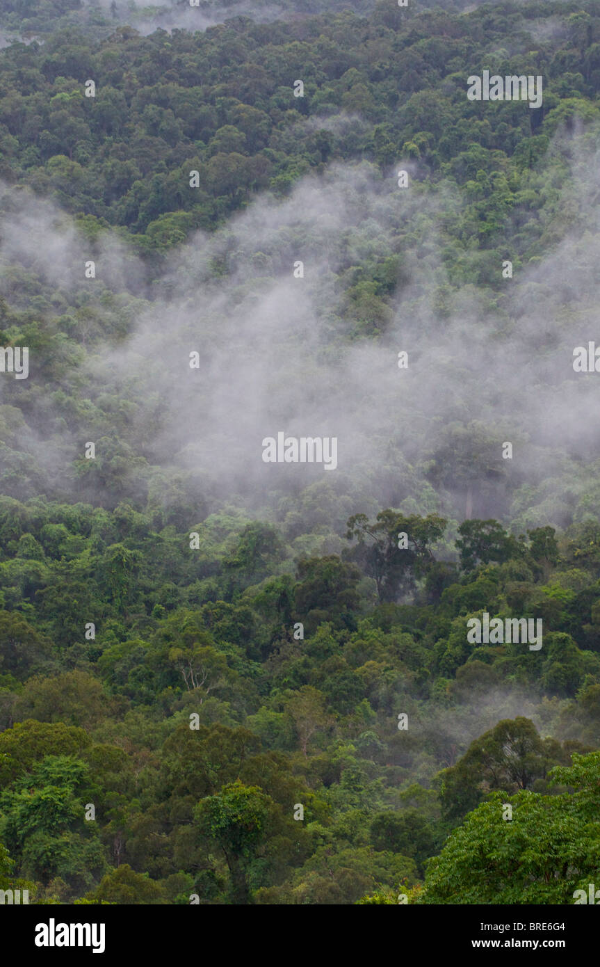 Tropical Evergreen Forest High Resolution Stock Photography and Images ...