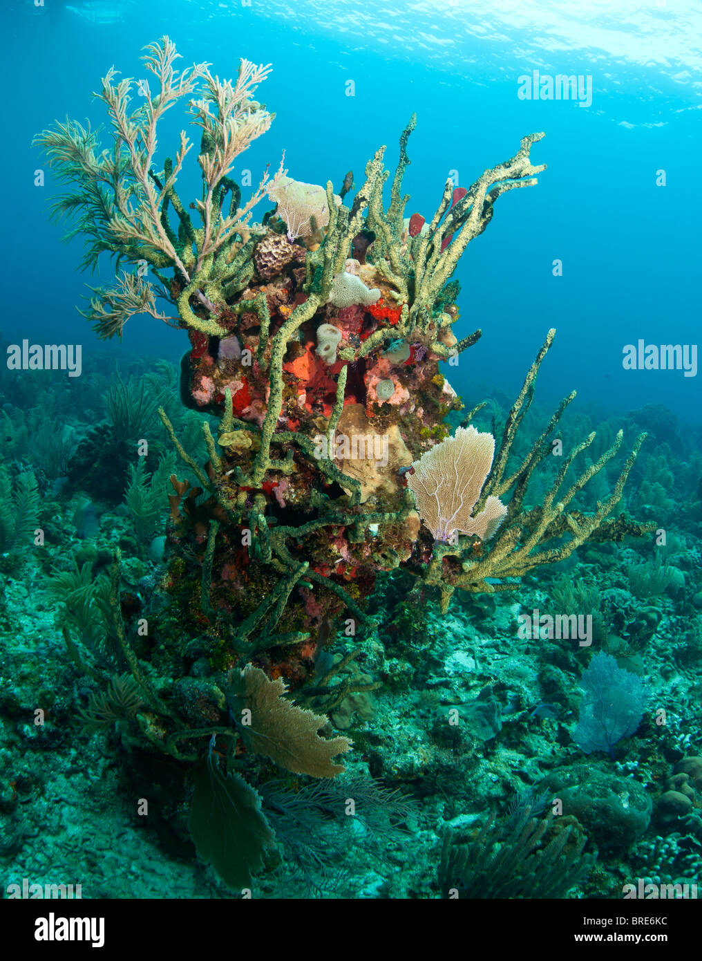 Coral reef off the coast of the Caribbean island, Roatan Stock Photo ...