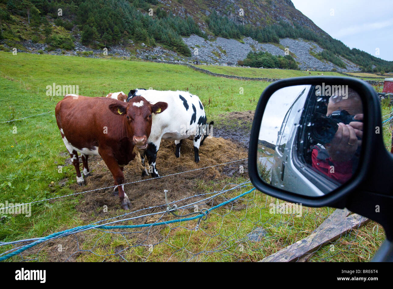 Norwegian cows hi-res stock photography and images - Alamy