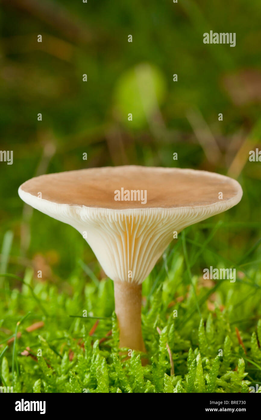 Infundibulicybe mushroom (Clitocybe gibba Stock Photo - Alamy