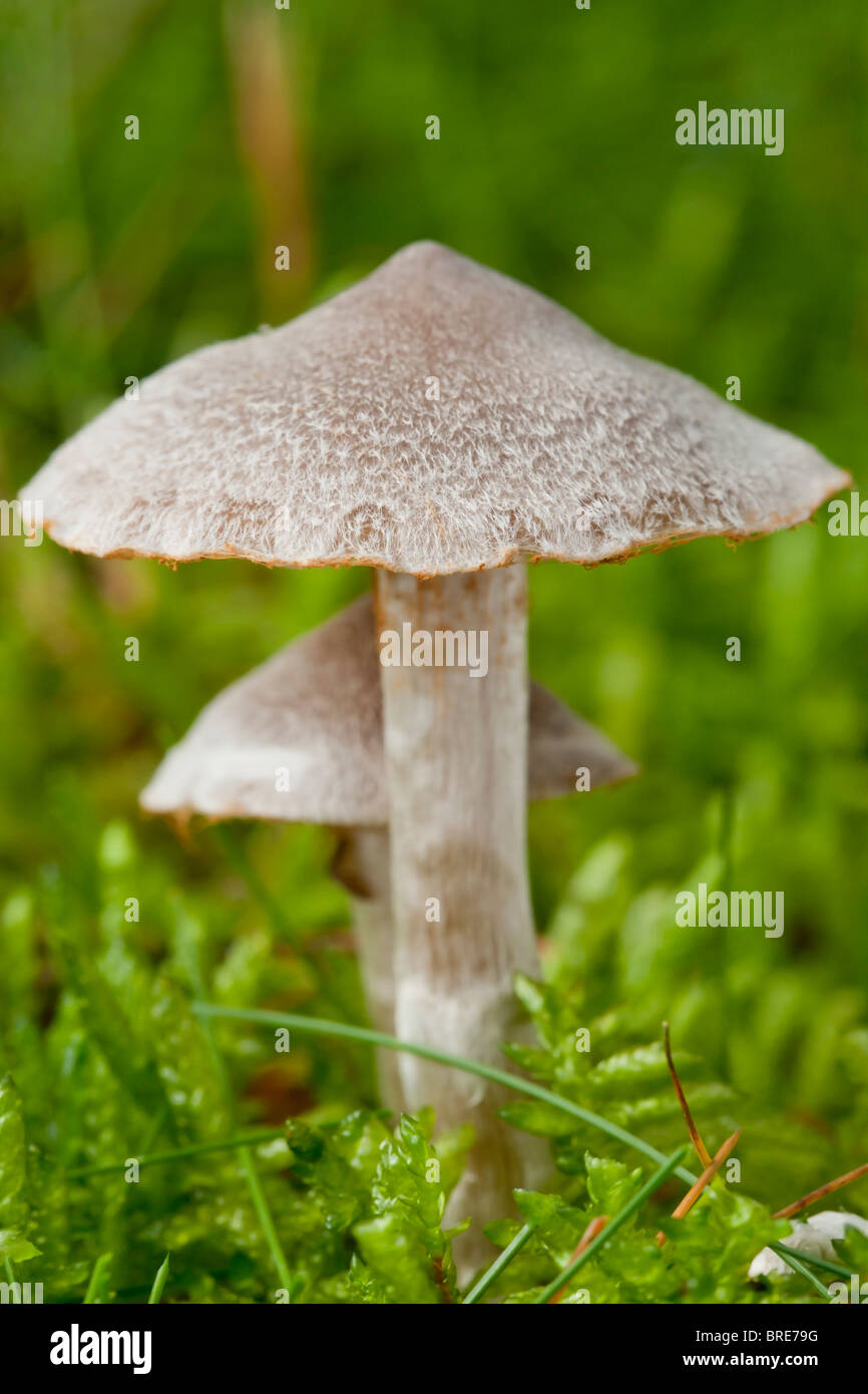 Singer mushroom (Cantharellula umbonata Stock Photo - Alamy