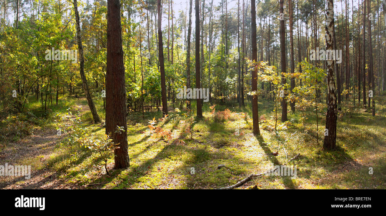 Panorama woods hi-res stock photography and images - Alamy