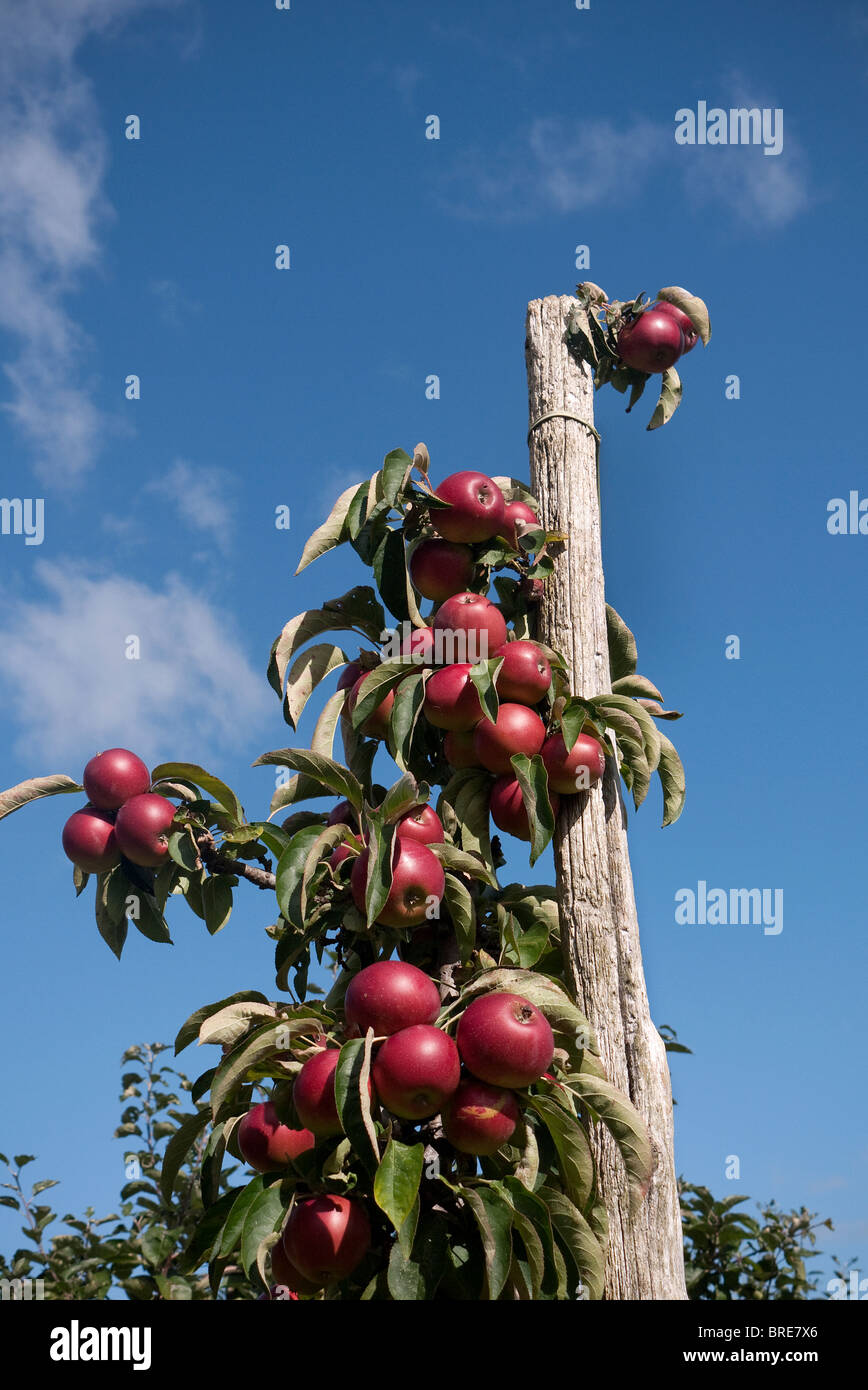 Apple orchard kent harvest hi-res stock photography and images - Alamy