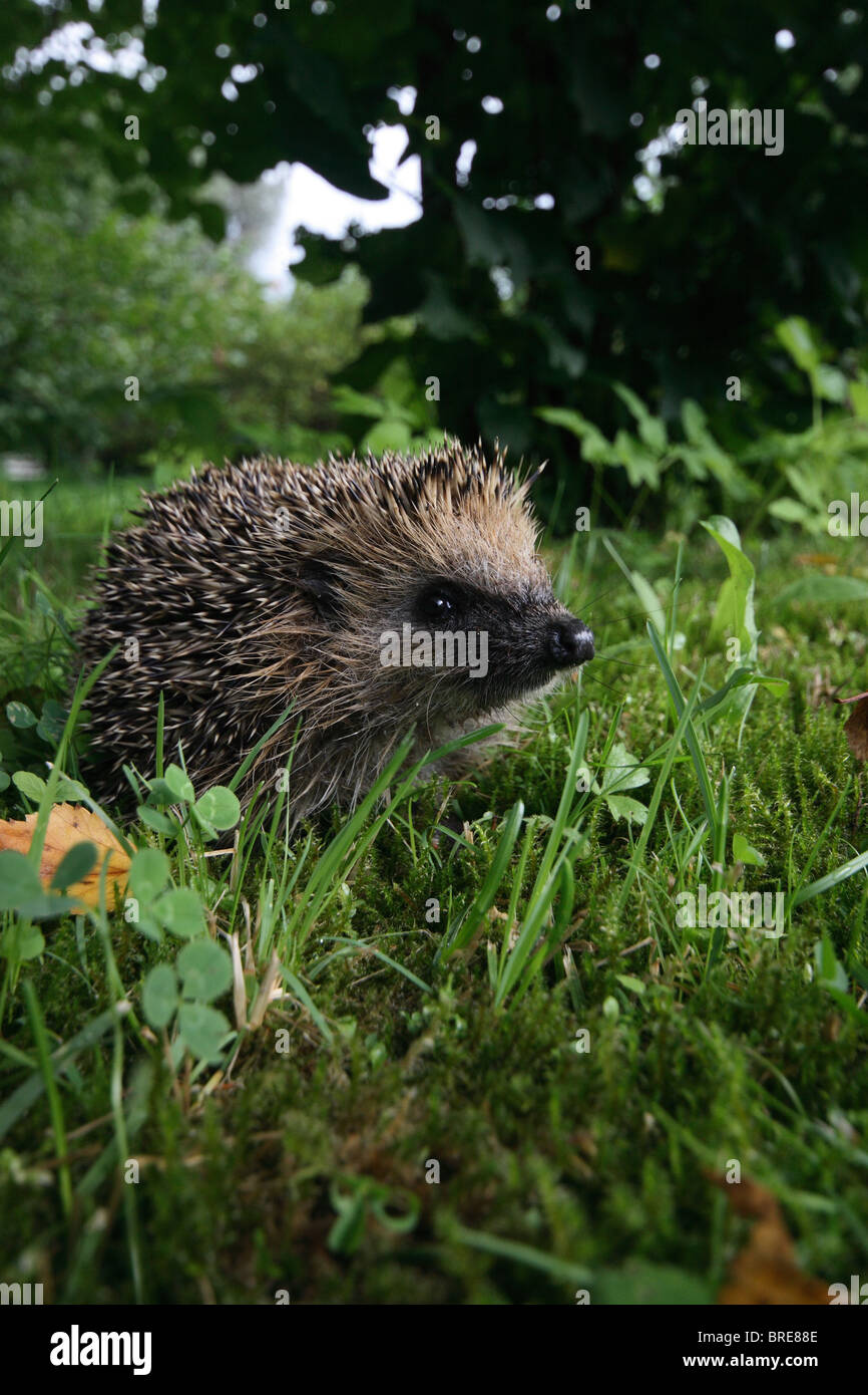 Snuff nose hi-res stock photography and images - Alamy