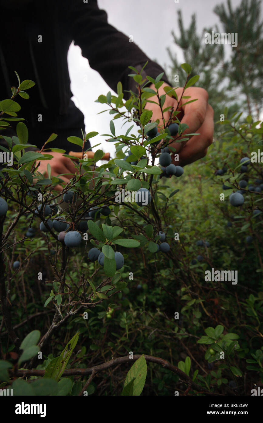 Picking up some bog bilberries Stock Photo - Alamy