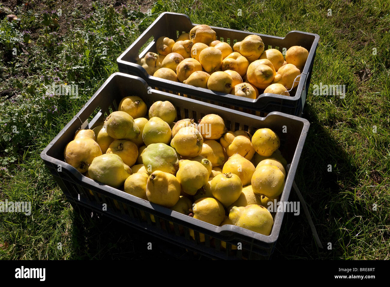 Boxes of Quince fruit Stock Photo - Alamy