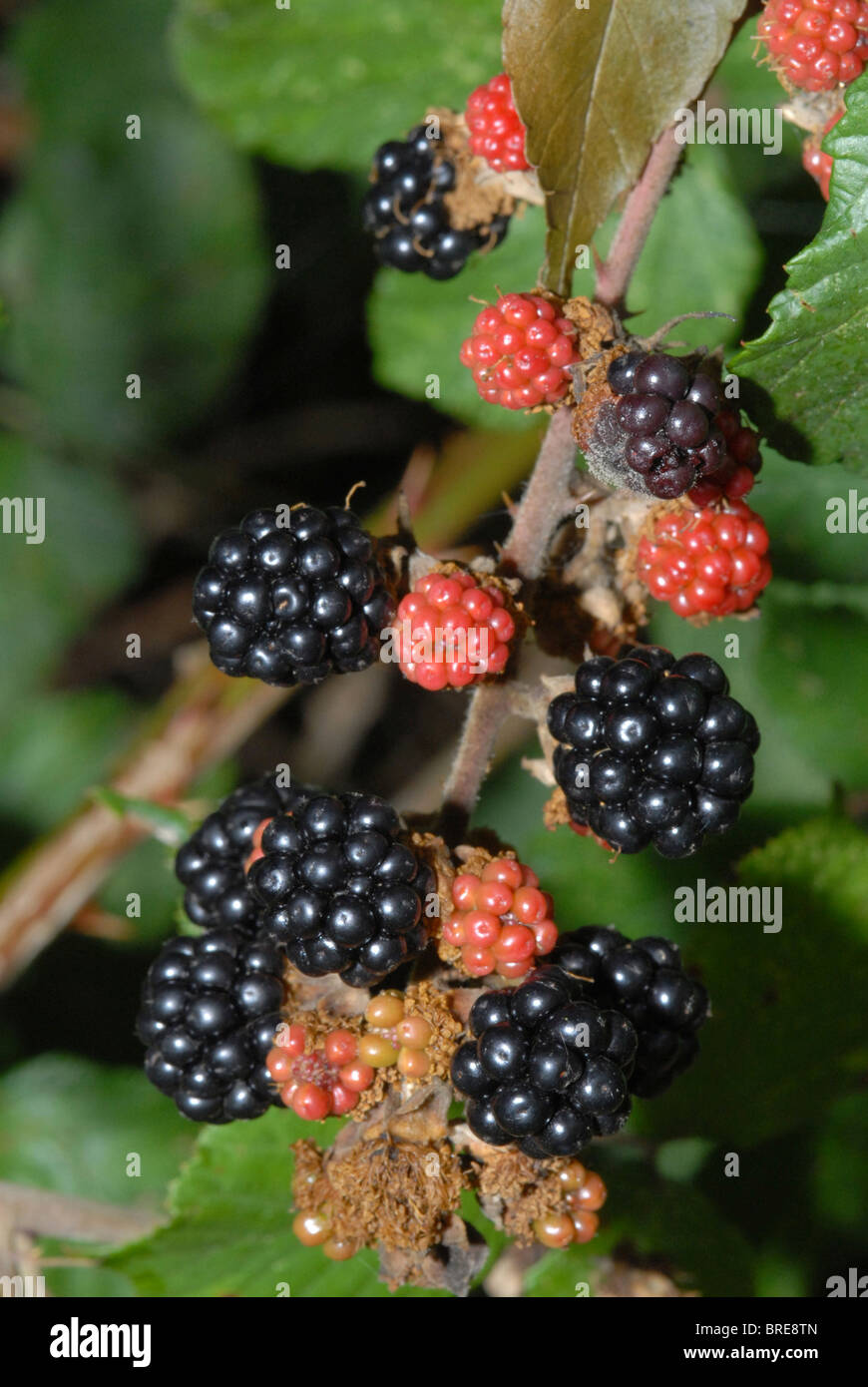 Blackberry crumble uk hi-res stock photography and images - Alamy