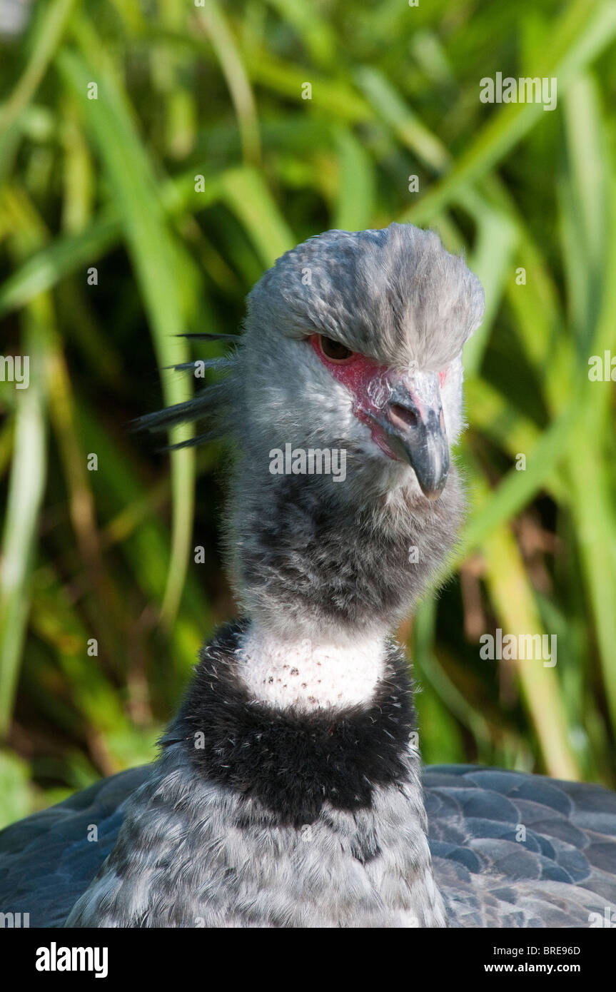 South American Crested Screamer Stock Photo - Alamy