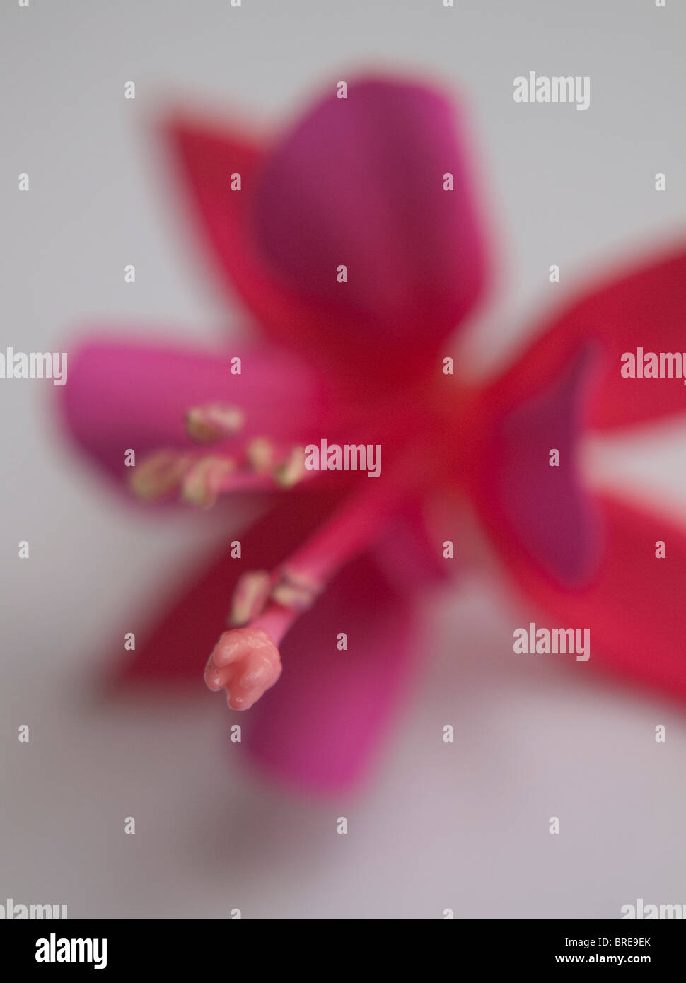 Fucshia hi-res stock photography and images - Alamy