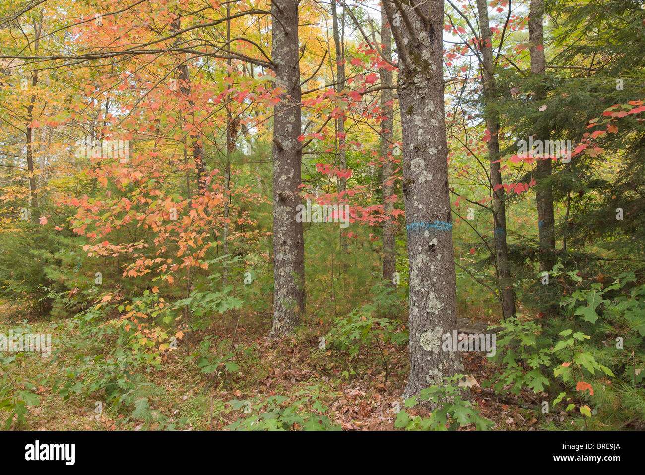 Salem gate hi-res stock photography and images - Alamy