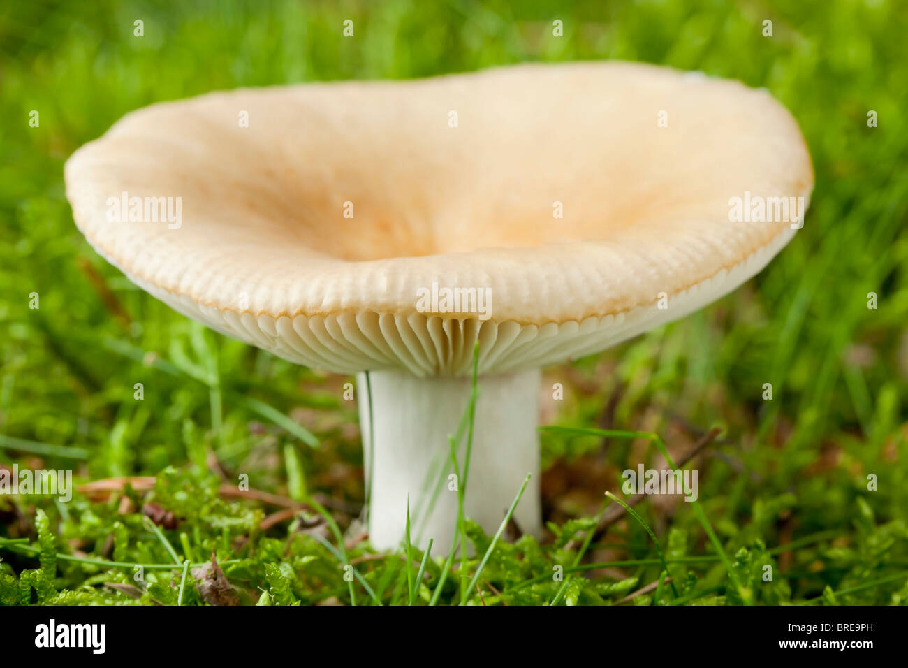 False death cap mushroom (Amanita citrina Stock Photo - Alamy