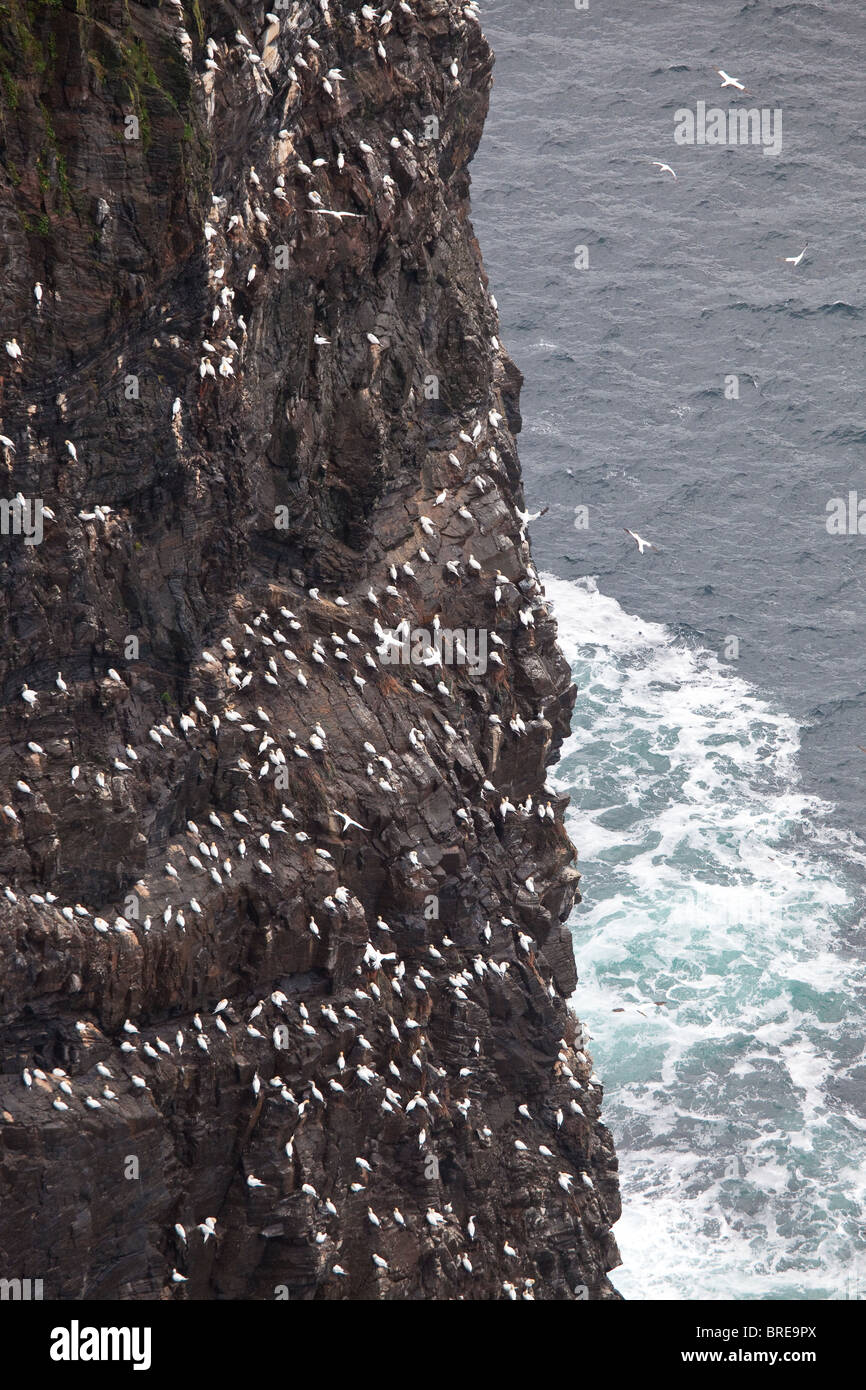 Colony Of Birds Stock Photos & Colony Of Birds Stock Images - Alamy