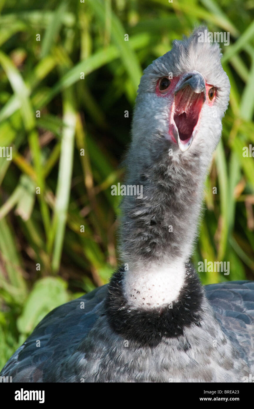 Screaming Crested Screamer Stock Photo - Alamy