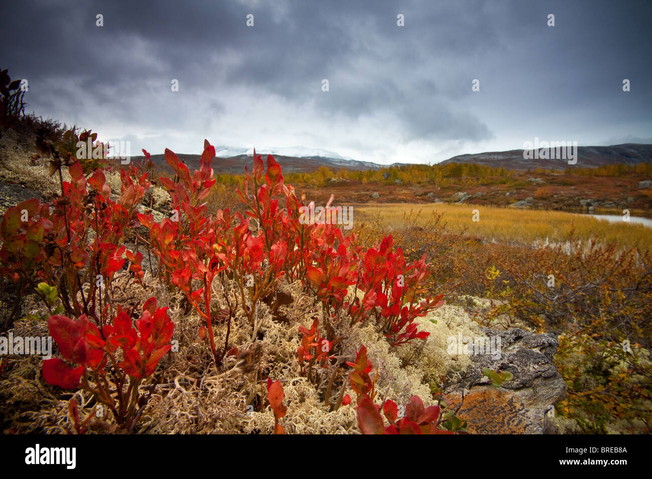 Beautiful fall colors at Strynefjellet, Norway Stock Photo - Alamy