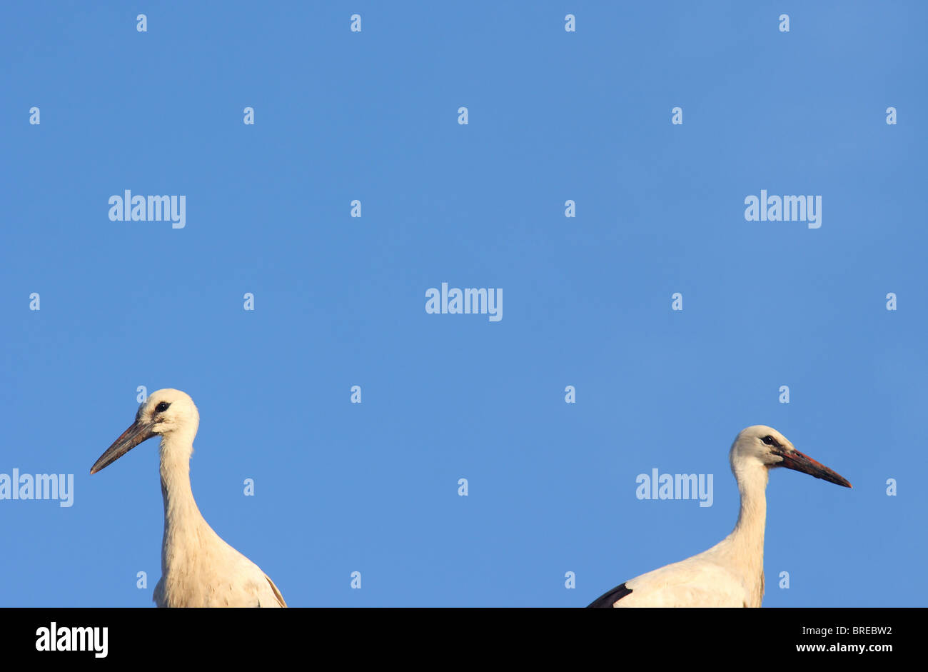 Two Storks Stock Photos & Two Storks Stock Images - Alamy