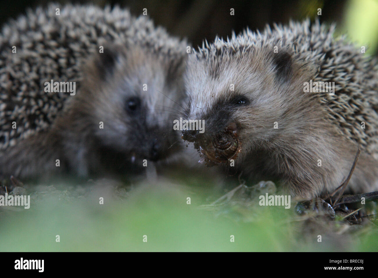 Hedgehog snail hi-res stock photography and images - Alamy