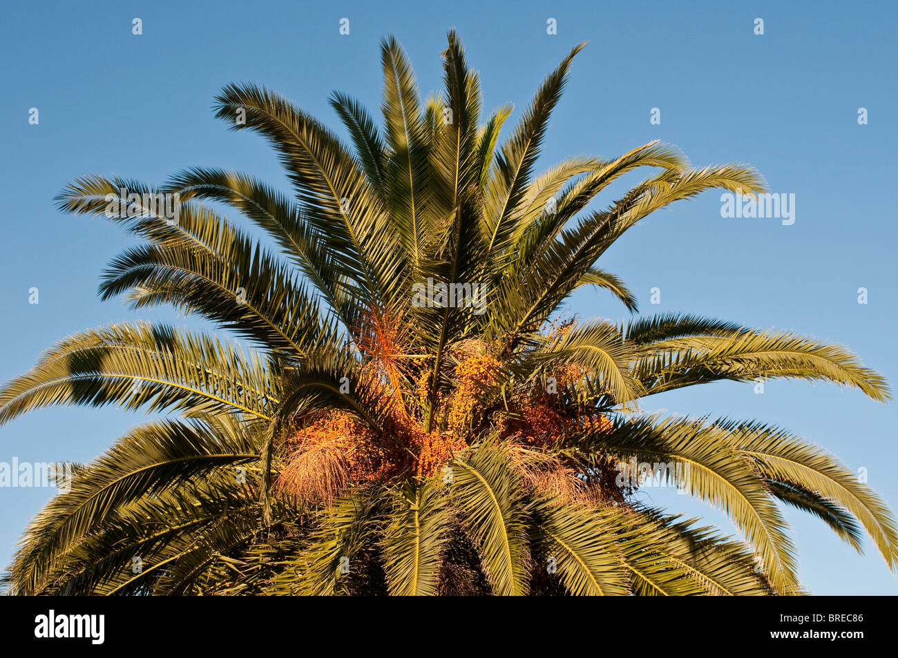 Palm tree, Vis, Dalmatia, Croatia Stock Photo - Alamy
