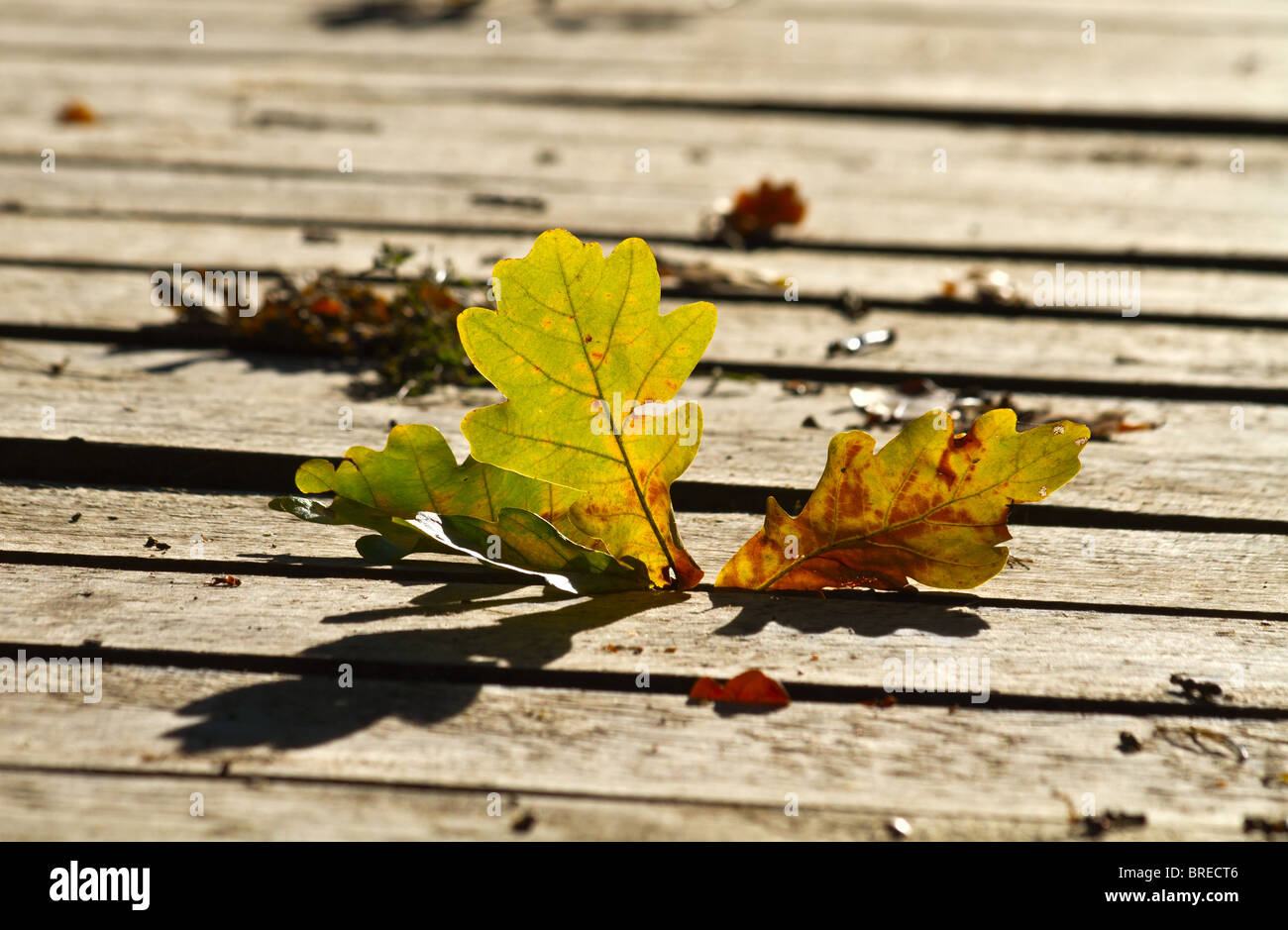 oak leaf on the floor Stock Photo - Alamy