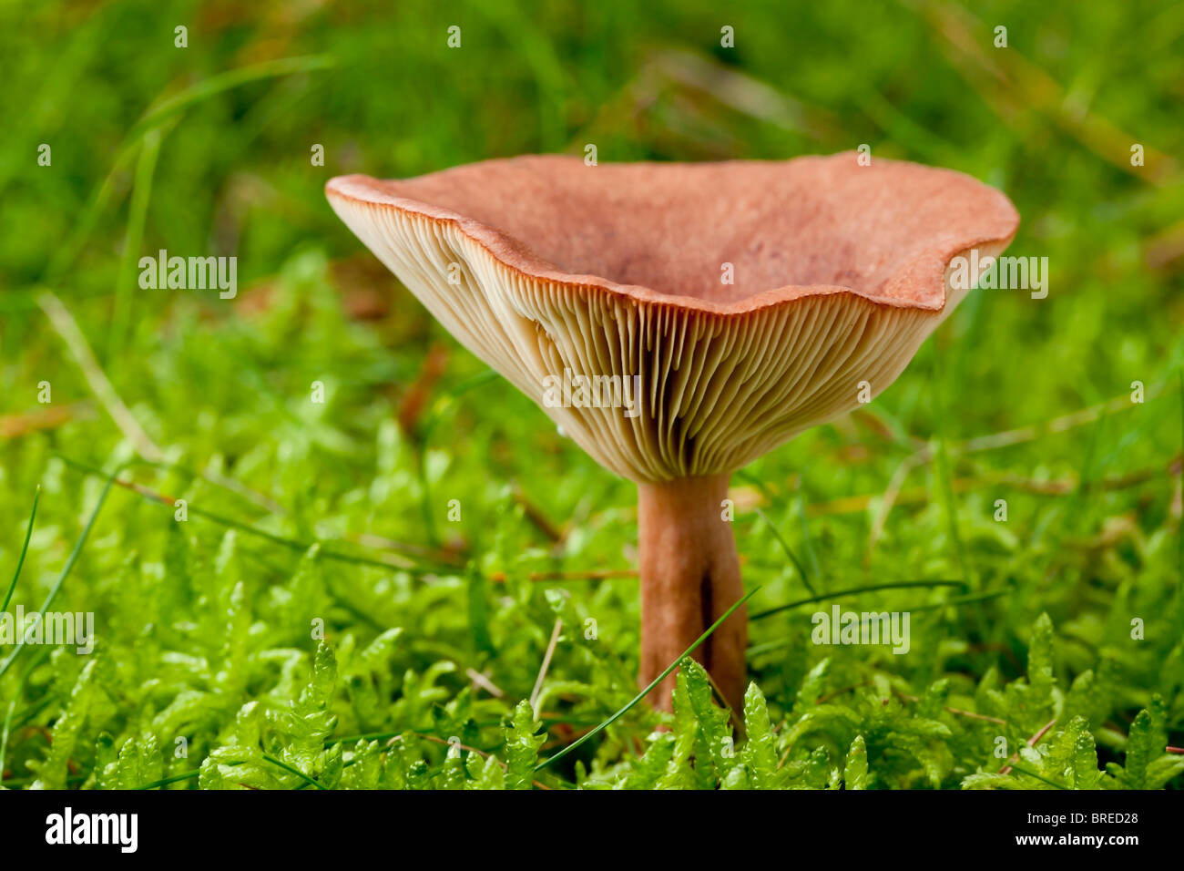 Rufous Milkcap mushroom (Lactarius rufus Stock Photo - Alamy
