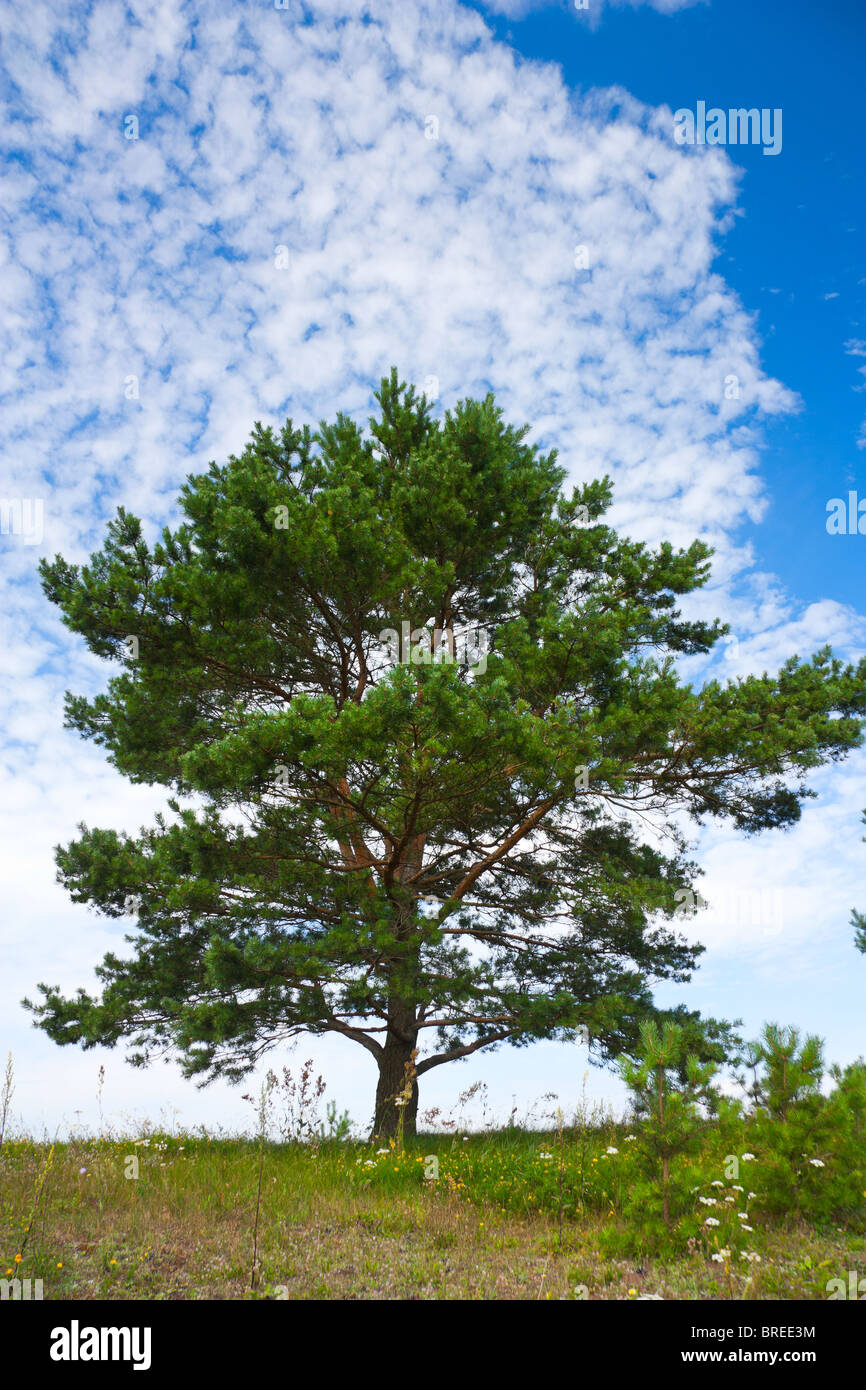 Lone pine hill hi-res stock photography and images - Alamy