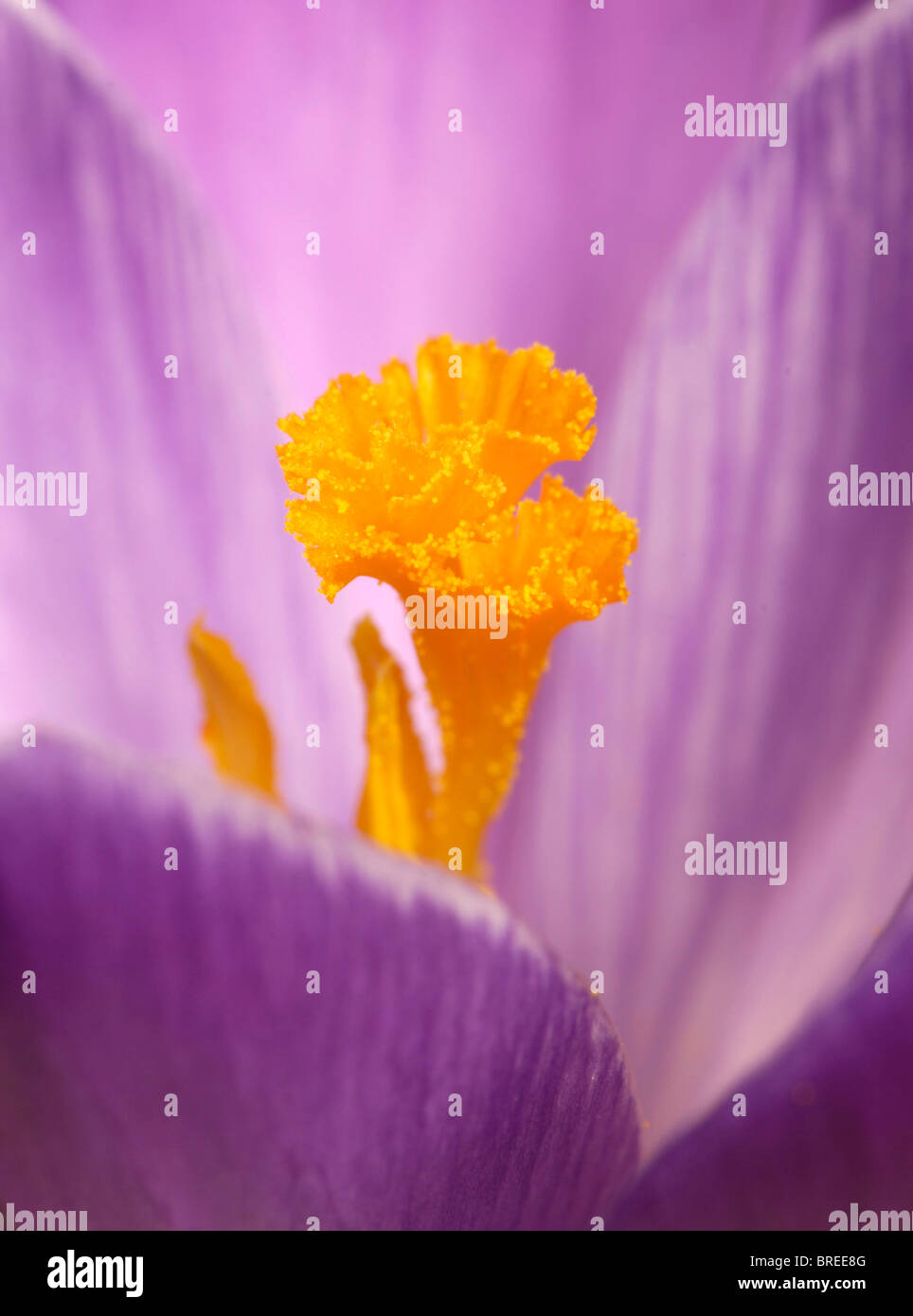 Purple crocus flower photograph hi-res stock photography and images - Alamy