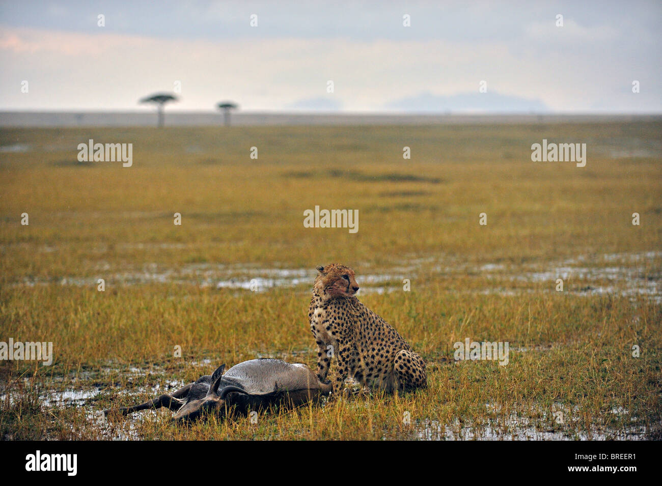 Cheetah with a wildebeest during a thunder storm in the grasslands of ...