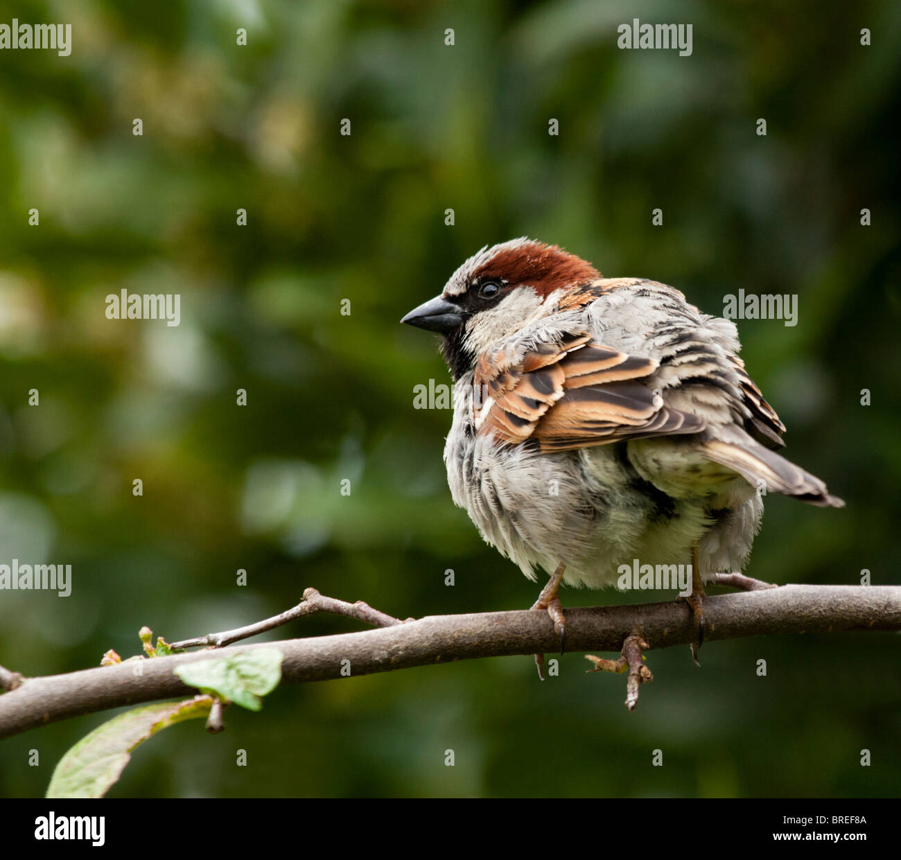 Tree sparrow england hi-res stock photography and images - Alamy