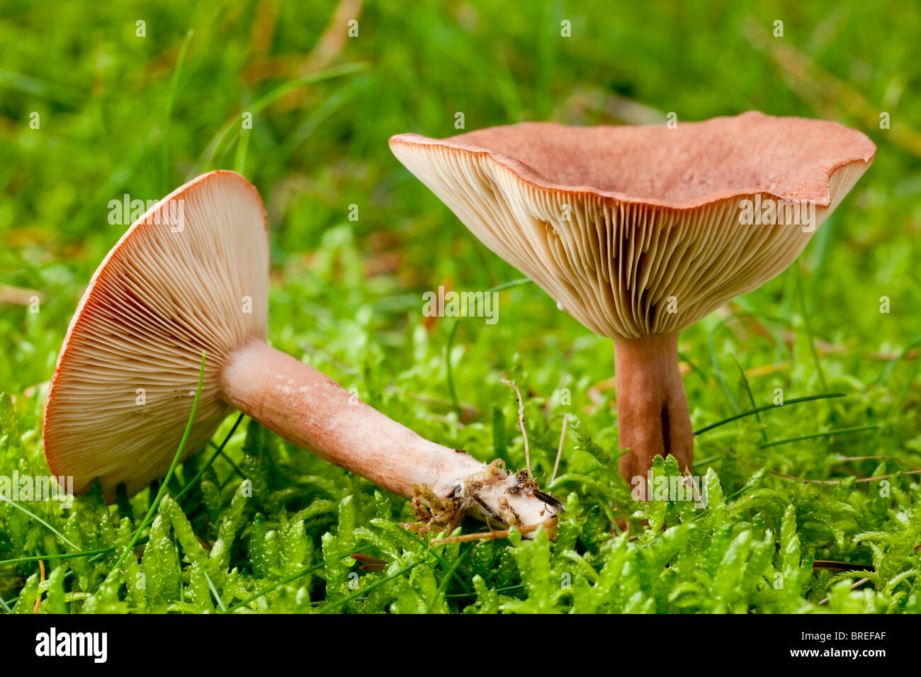 Rufous Milkcap mushroom (Lactarius rufus Stock Photo - Alamy