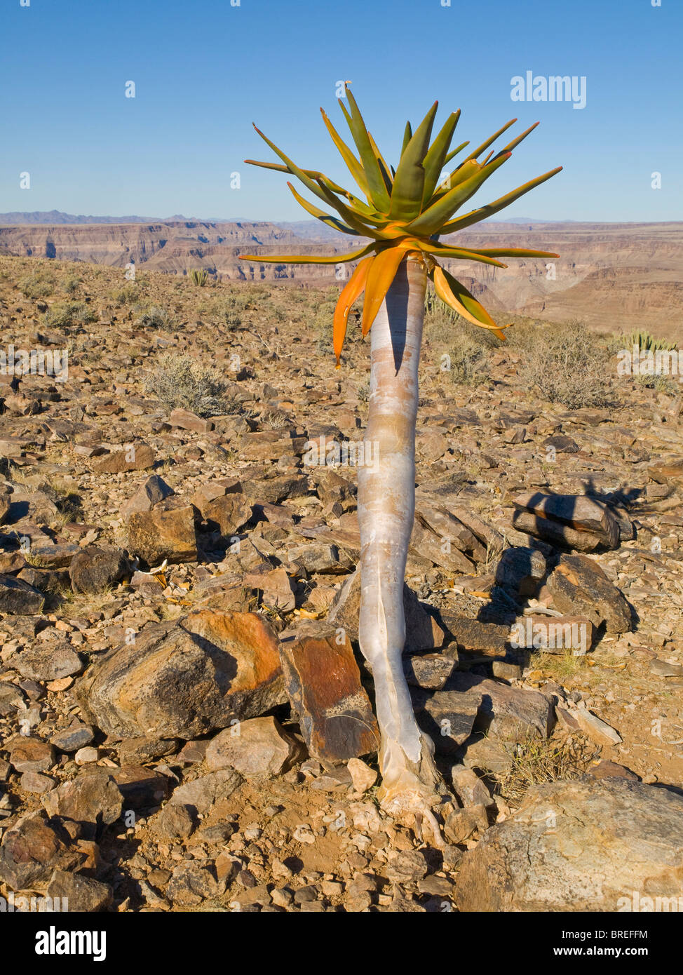 Young Quiver Tree (Aloe dichotoma) at Fish River Canyon, Namibia ...