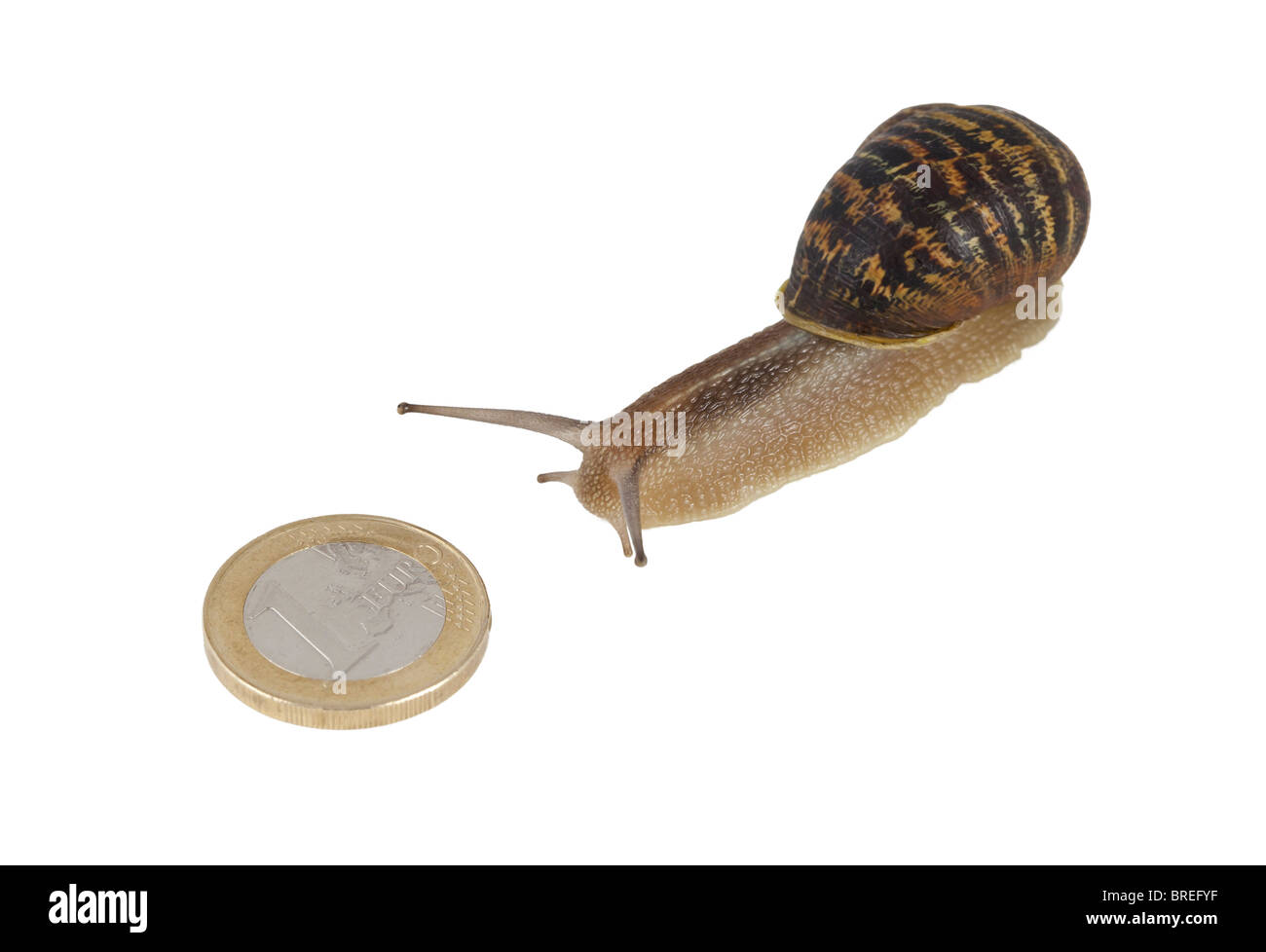 one euro coin with snail on a white background Stock Photo - Alamy