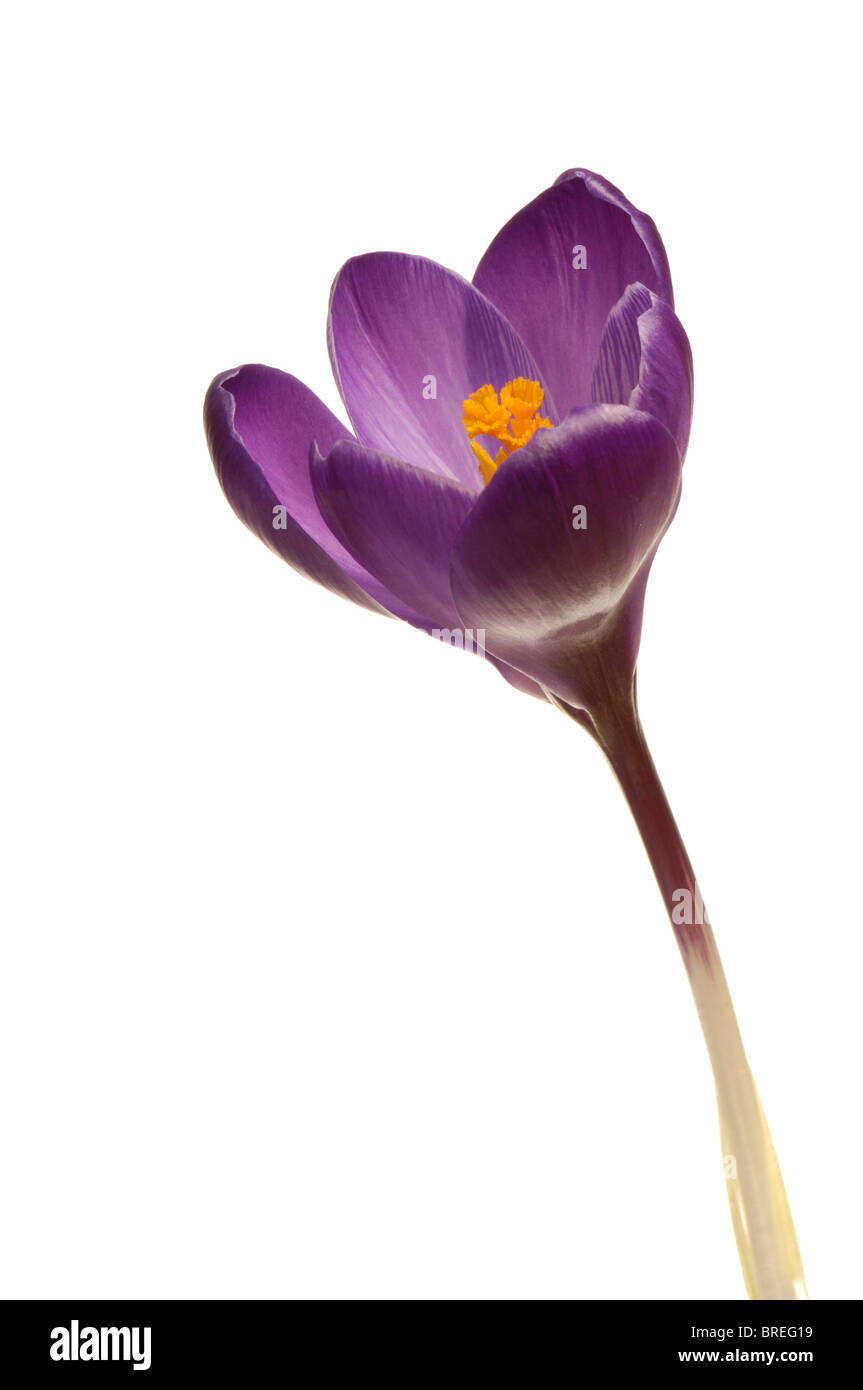 Floral blooming crocus Cut Out Stock Images & Pictures - Alamy