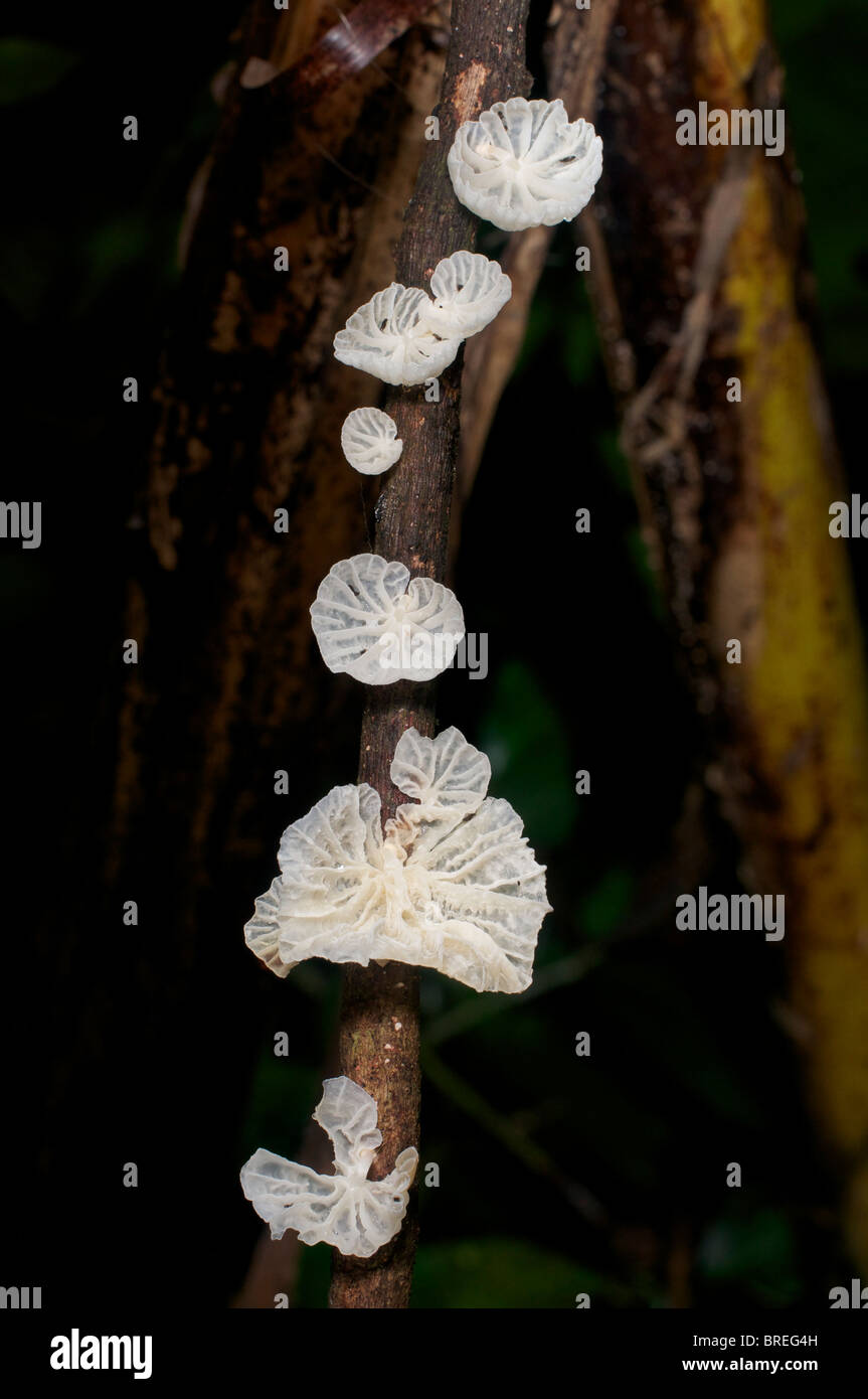 Marasmius sp hi-res stock photography and images - Alamy