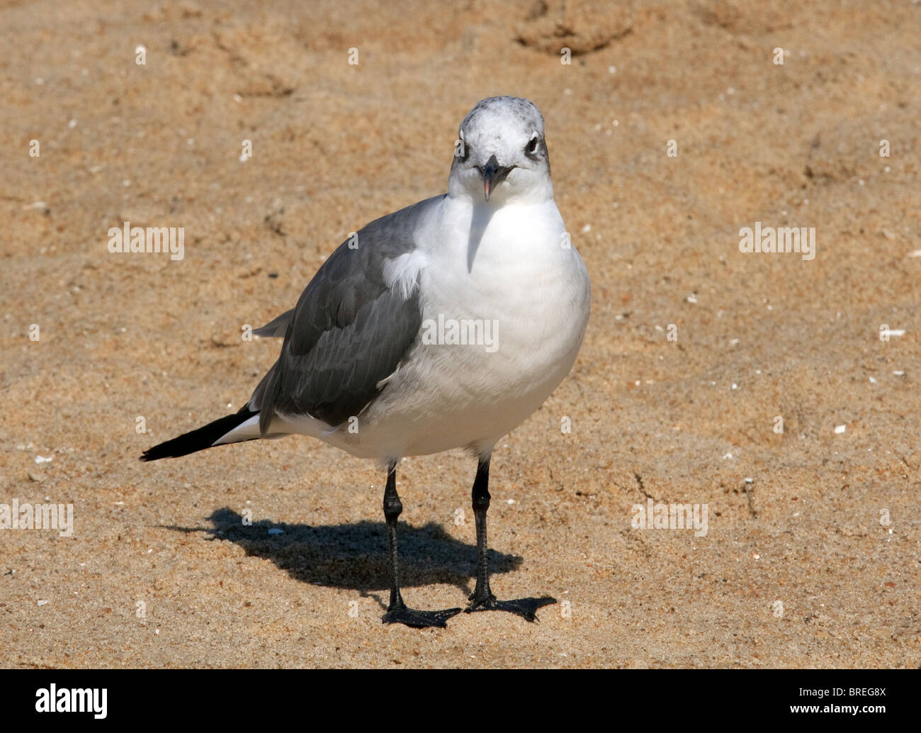 Dara kushner hi-res stock photography and images - Alamy