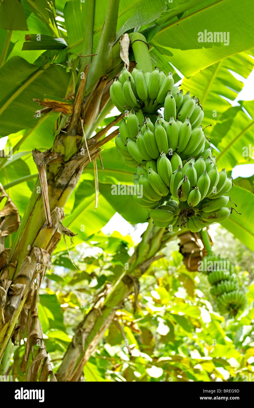 Bananas on the tree Stock Photo - Alamy