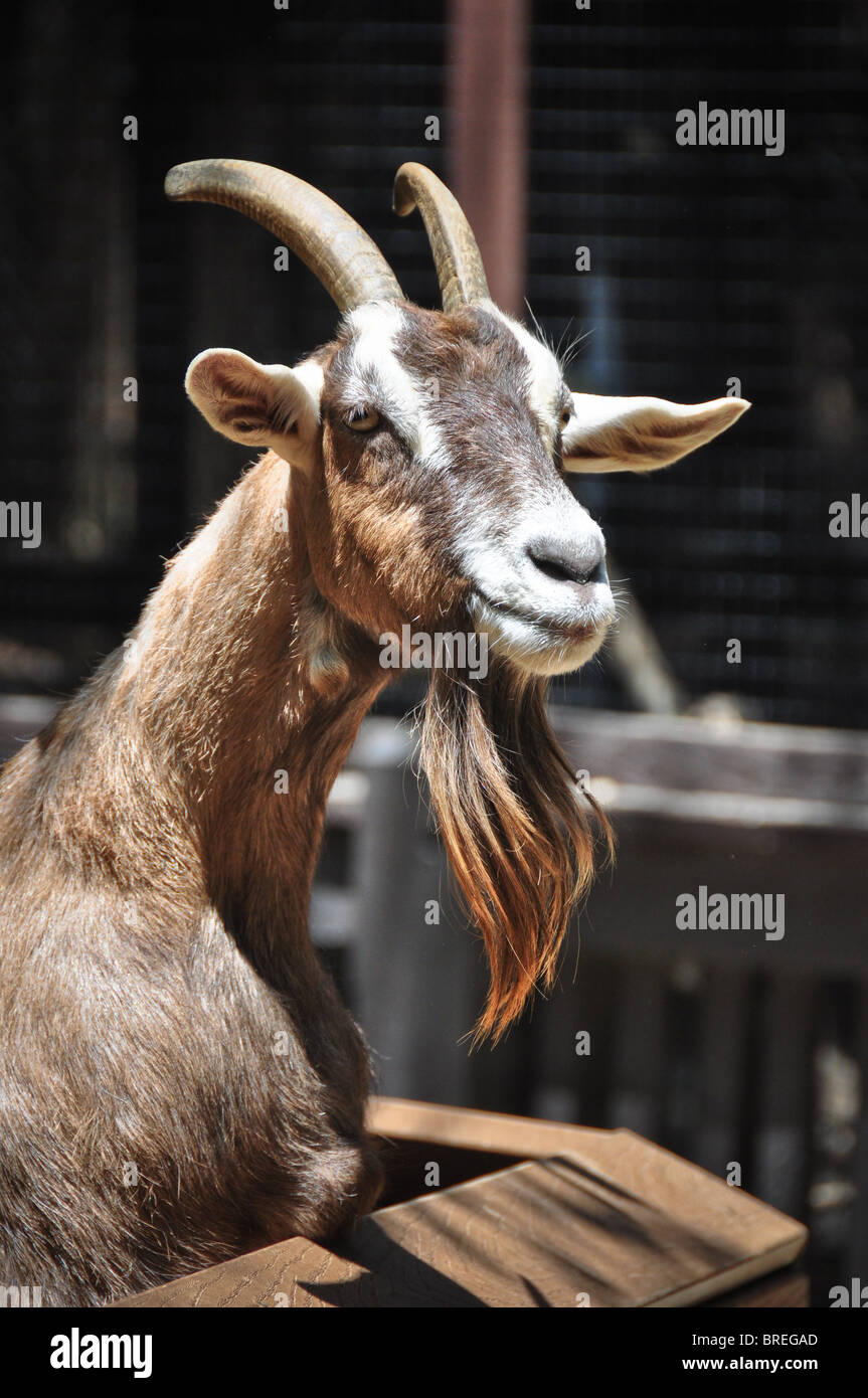 Domestic goat looking over fence hi-res stock photography and images ...