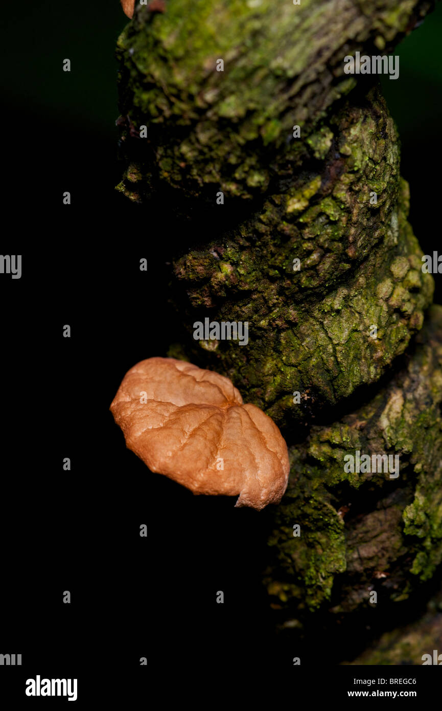 A fungi of the Marasmius fungi of the Anthracophyllum sp. on a vine in ...