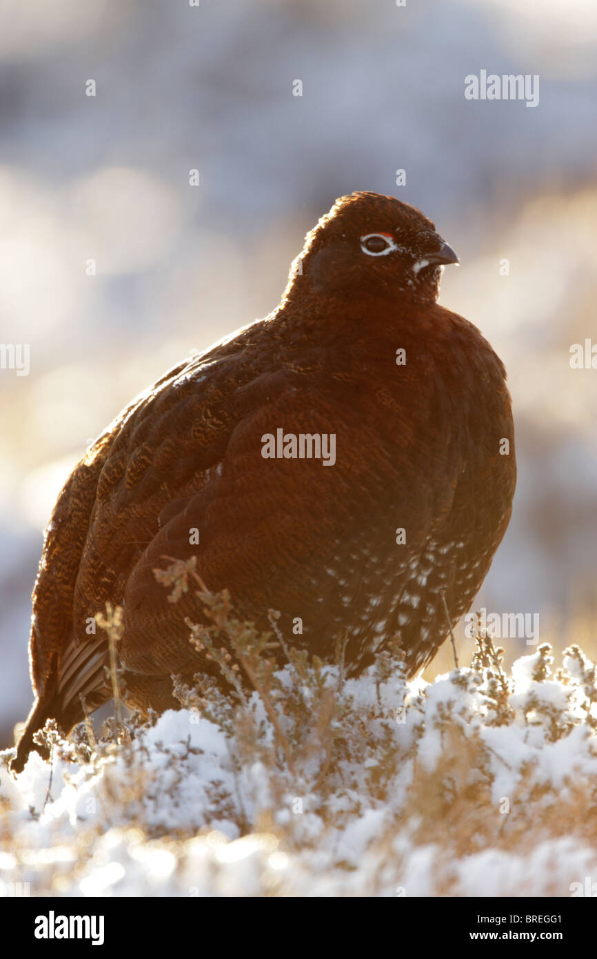 Red grouse male (lagopus lagopus scottica) standing on snow backlit ...