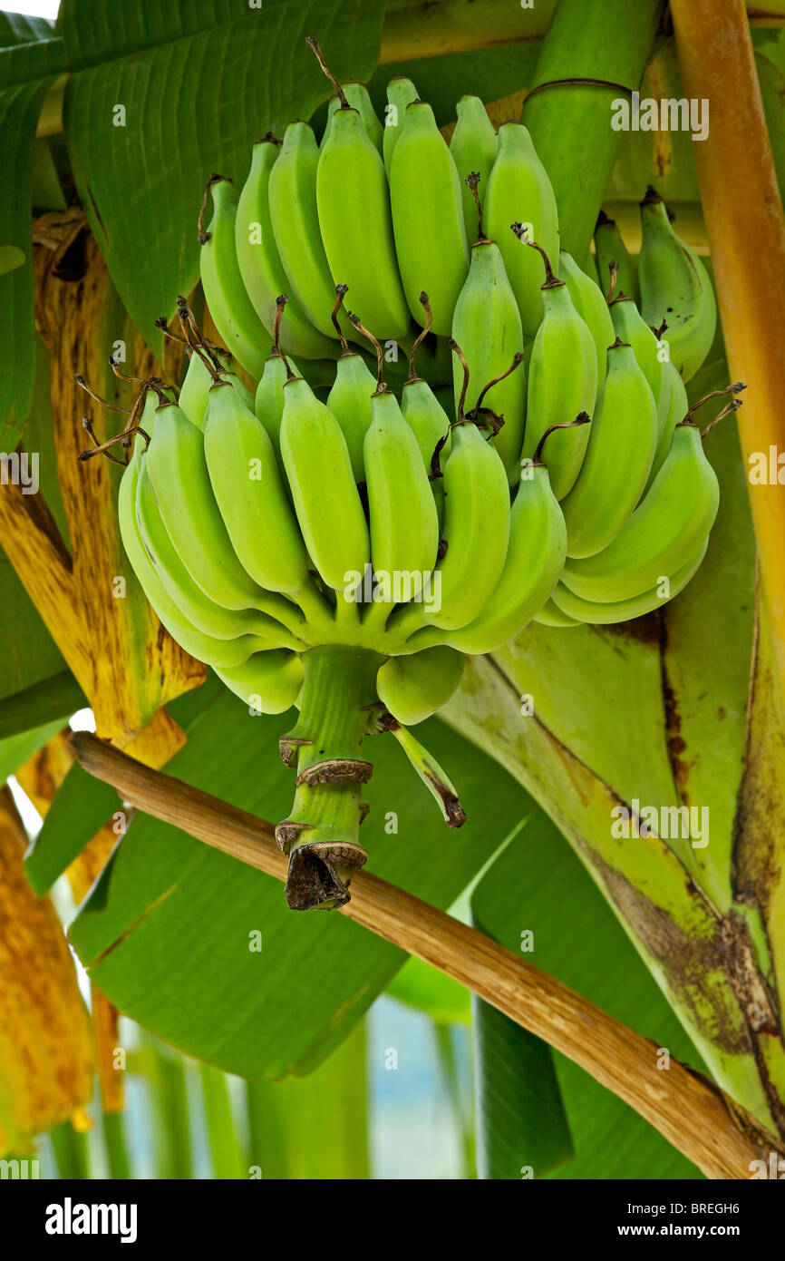 Bananas on the tree Stock Photo - Alamy